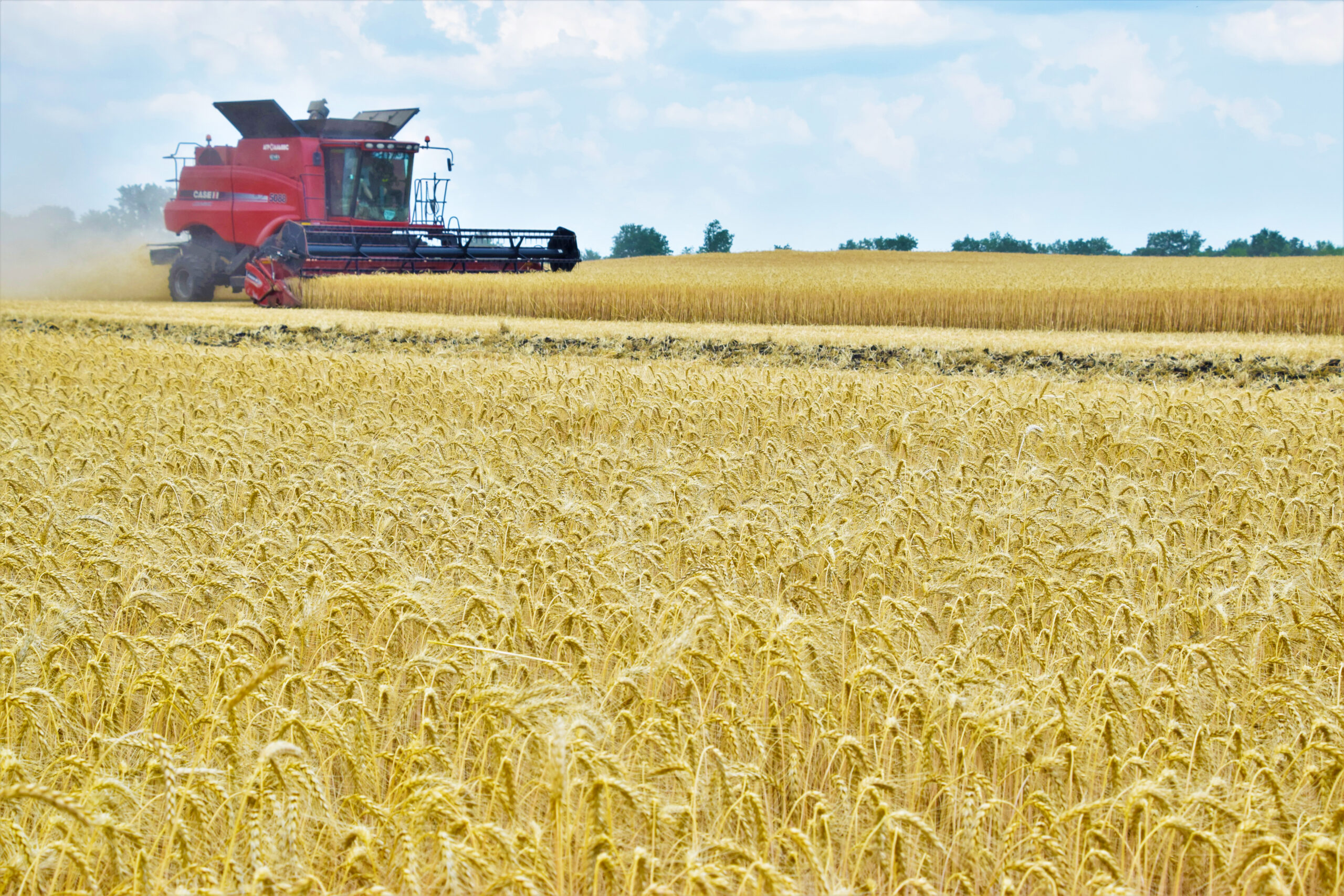 Astarta Starts Winter Crops Harvesting 2023 %