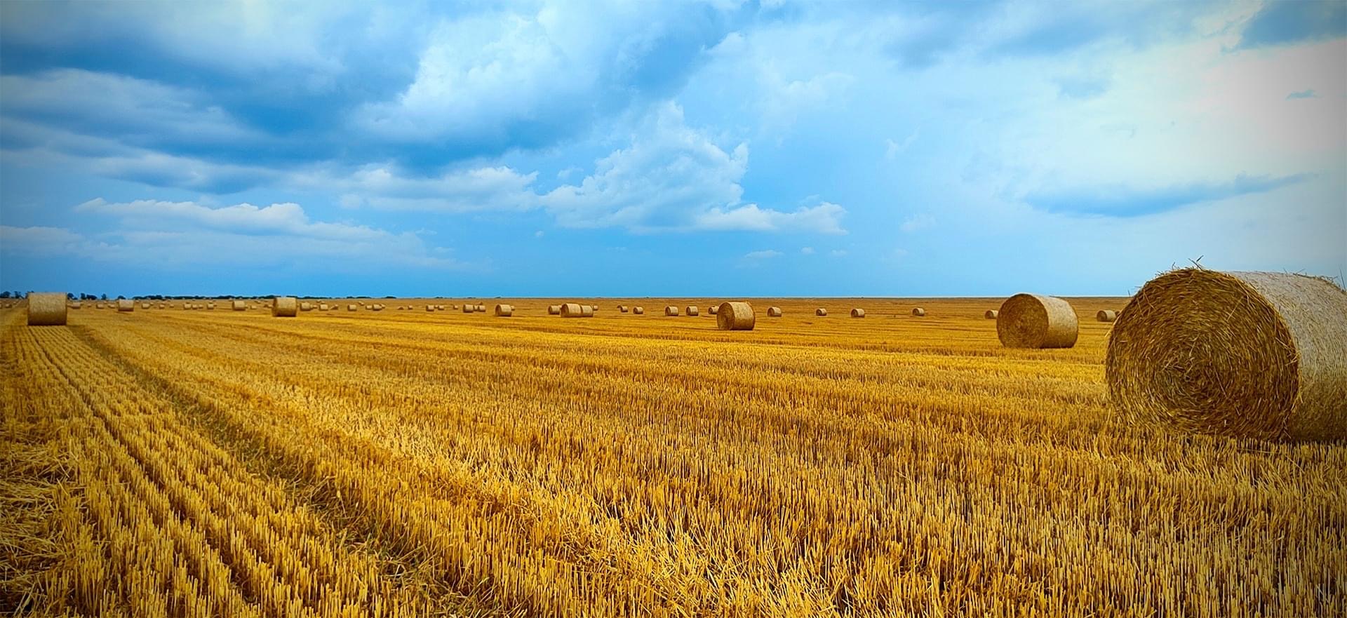 Astarta Completes Early Grain Harvesting Campaign