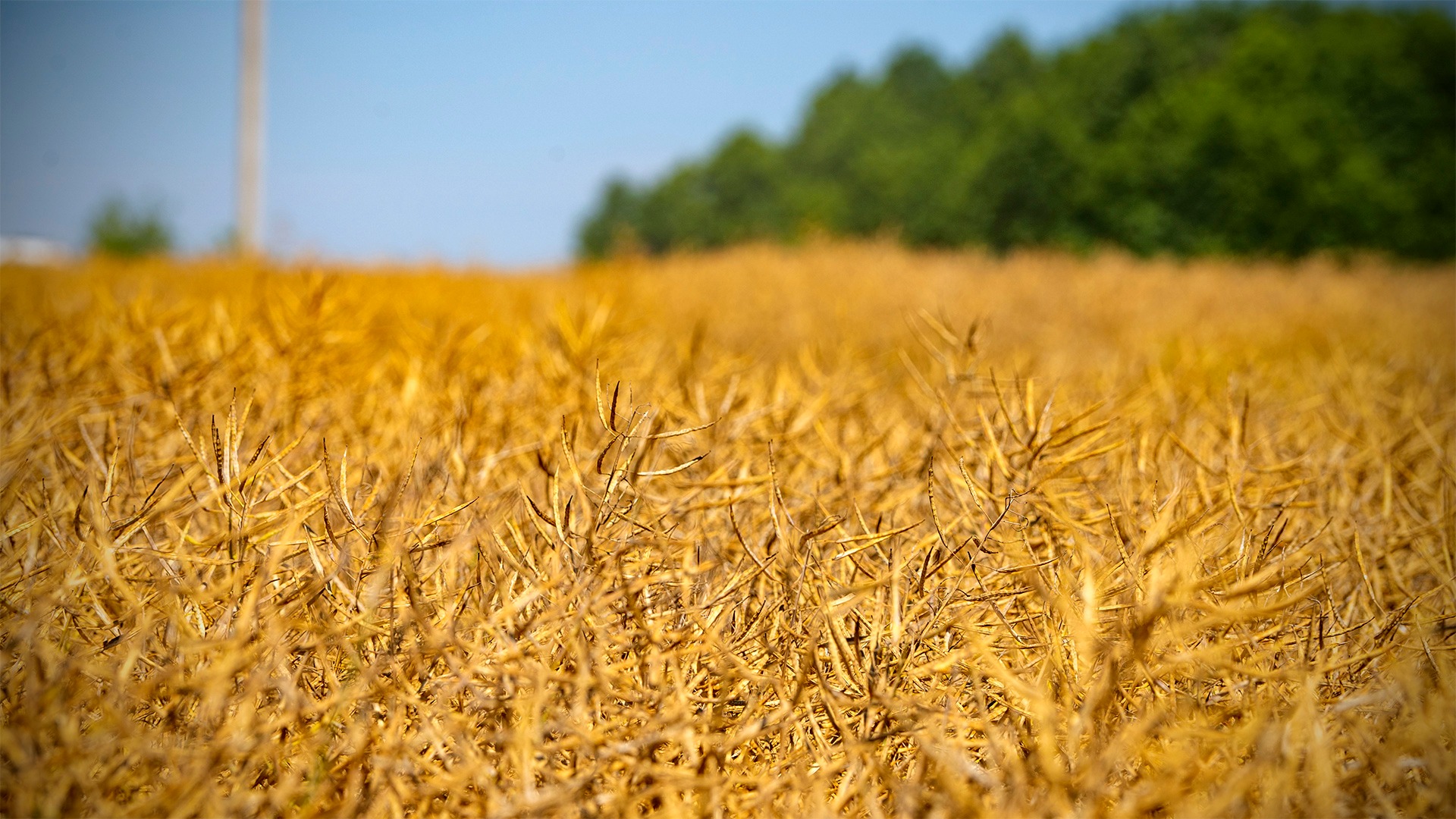 Astarta Launched the 2024 Sowing Campaign