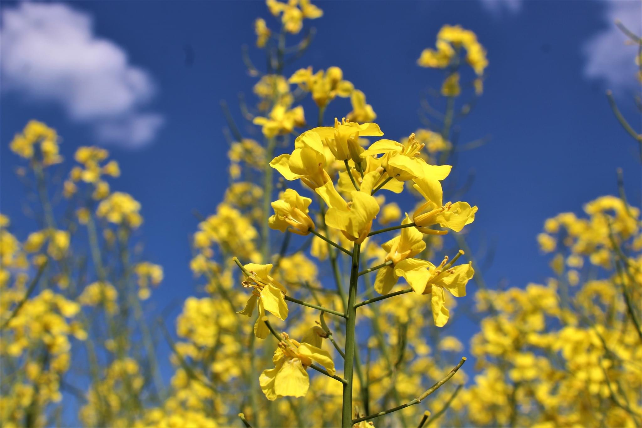 Agro-industrial holding "Astarta-Kyiv"